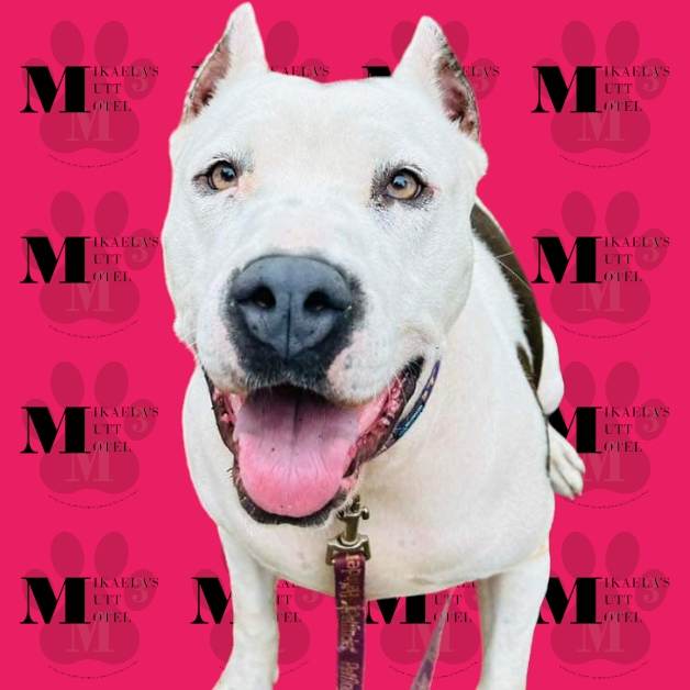 Sapphire - Mikaela's Mutt Motel