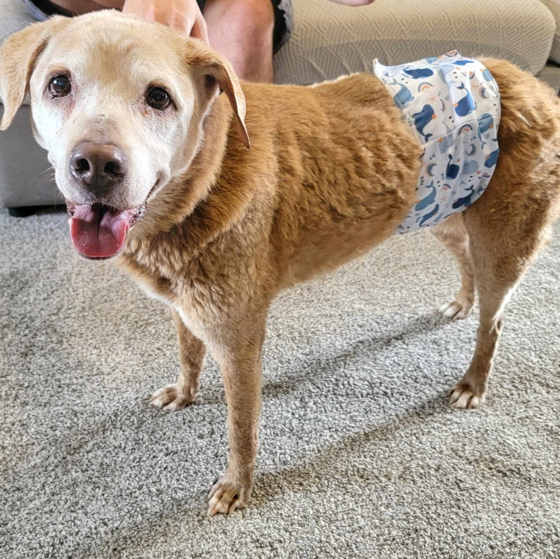 Buddy - Mikaela's Mutt Motel